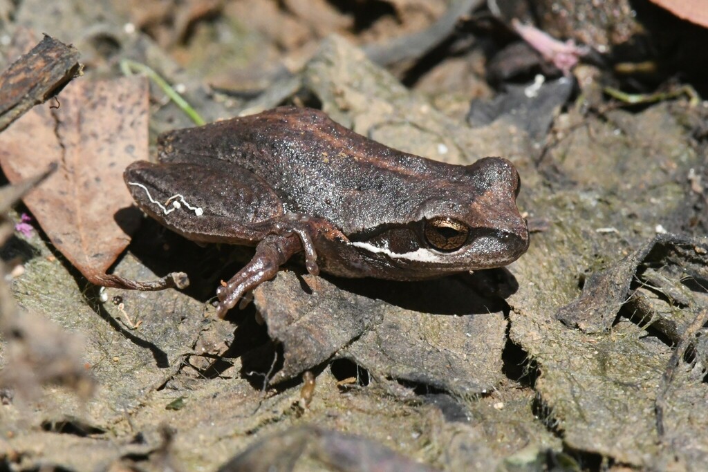 Brown Tree Frog from St Andrews VIC 3761, Australia on March 5, 2024 at ...