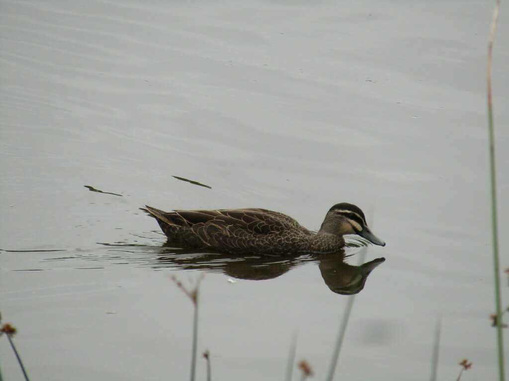 Pacific Black Duck from Adelaide SA, Australia on February 23, 2024 at ...