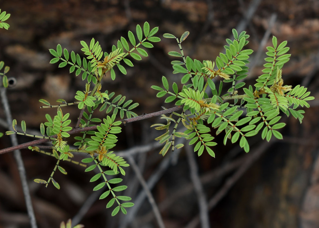 Indigofera bancroftii from Silver Valley QLD 4872, Australia on ...