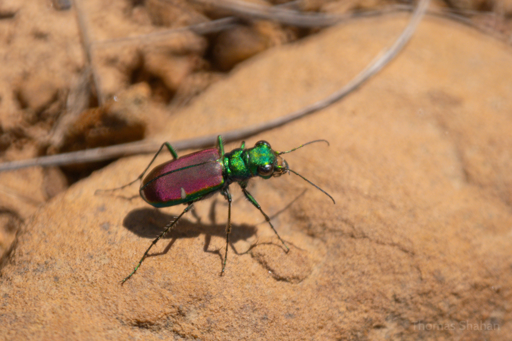 Splendid Tiger Beetle in March 2024 by Thomas Shahan · iNaturalist