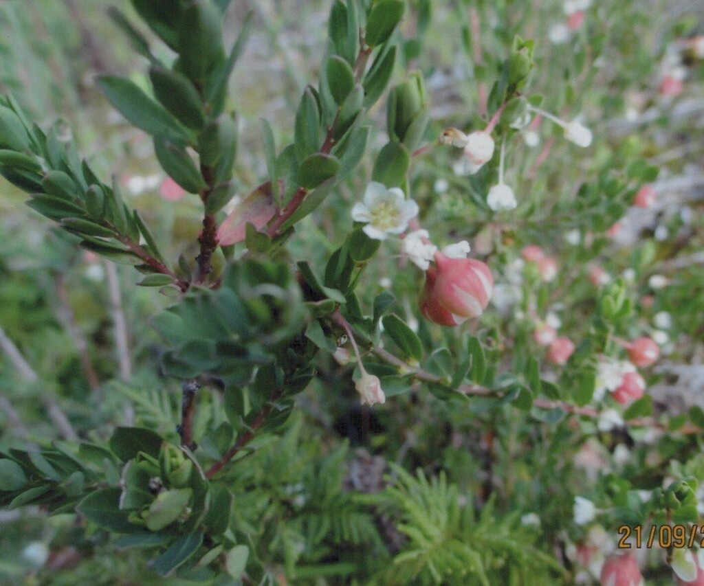 False Boronia from Porongurup WA 6324, Australia on September 21, 2013 at 02:39 PM by ...