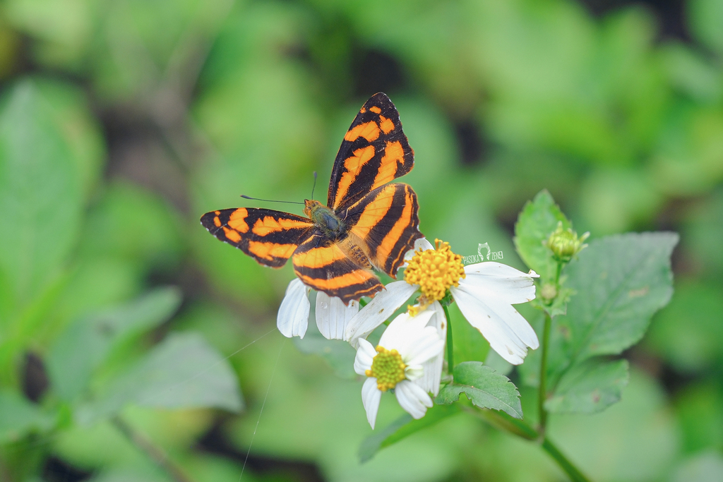 Common Jester from 中国广西壮族自治区崇左市江州区 on February 2, 2024 at 08:41 PM by 帕 ...