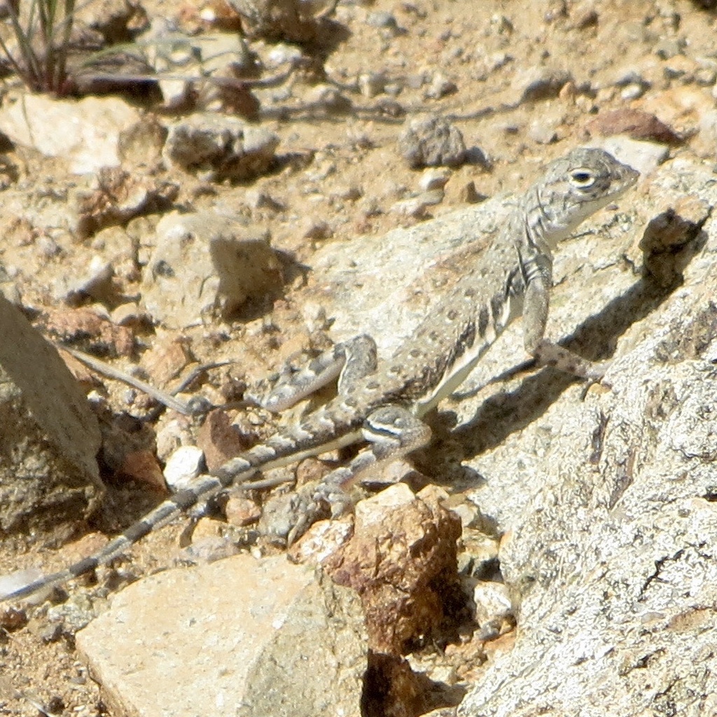 Zebra-tailed Lizard from Saguaro National Park, Tucson, AZ, US on March ...
