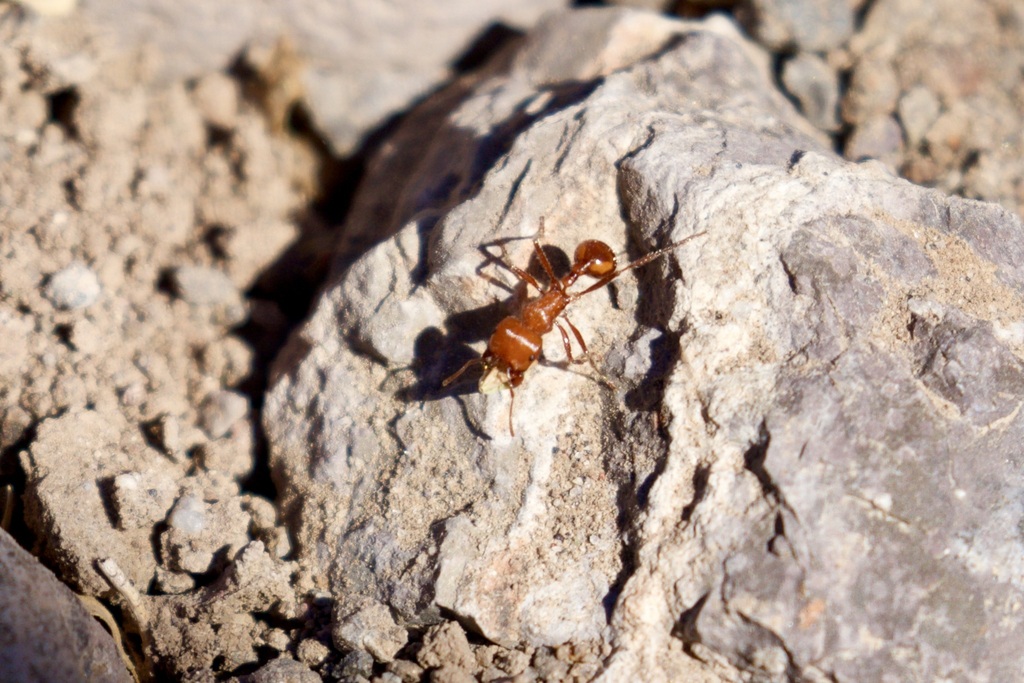 Pogonomyrmex tenuispinus from La Paz, BCS, Mexico on January 17, 2024 ...