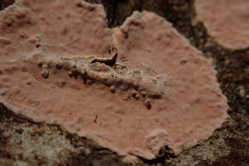 Corticium roseum from Судиславский р-н, Костромская обл., Россия on ...