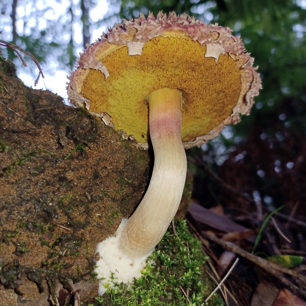 Boletellus deceptivus from Sydney NSW, Australia on March 3, 2024 at 10 ...