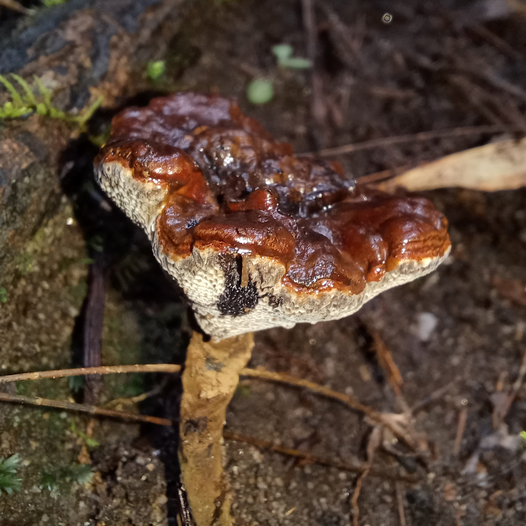 red-staining stalked polypore from Sydney NSW, Australia on March 3 ...