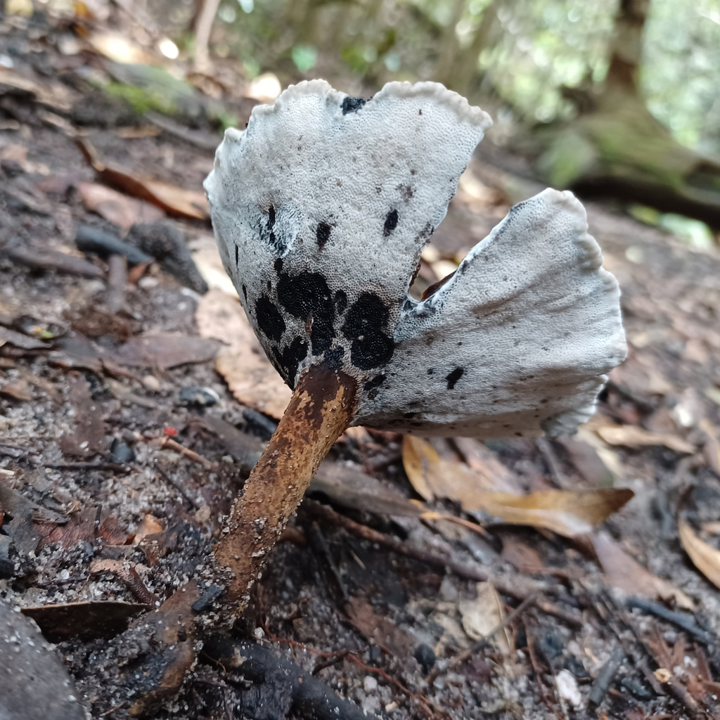 red-staining stalked polypore from Sydney NSW, Australia on March 3 ...