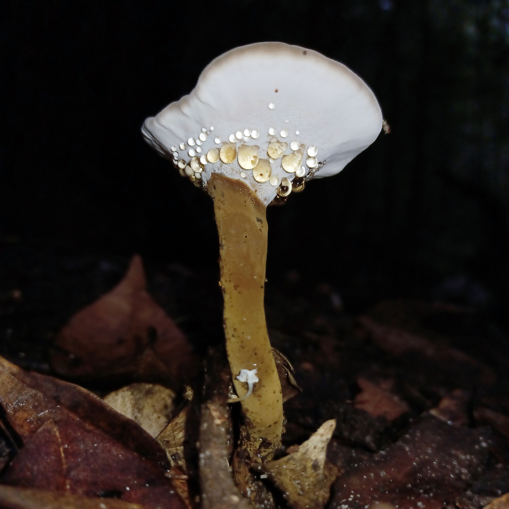 red-staining stalked polypore from Sydney NSW, Australia on March 3 ...
