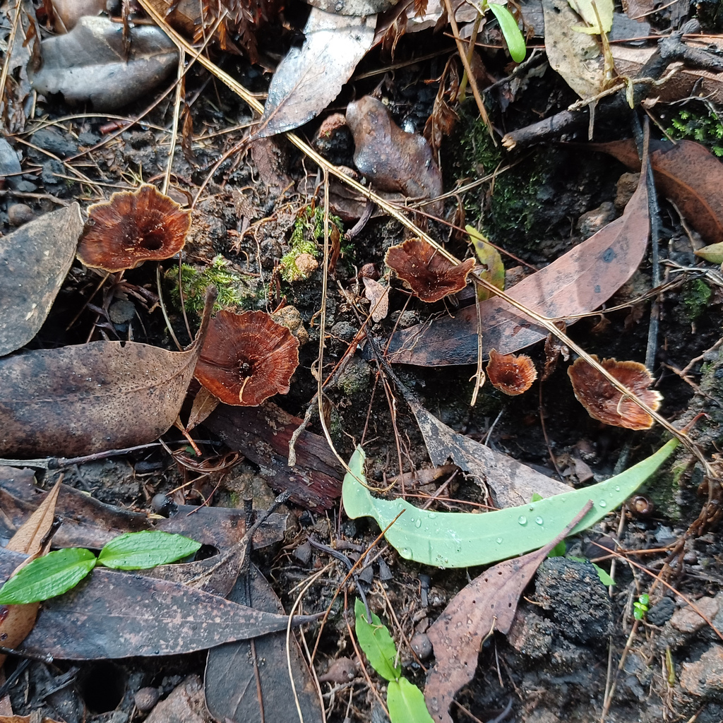 Coltricia from Sydney NSW, Australia on March 3, 2024 at 11:56 AM by ...