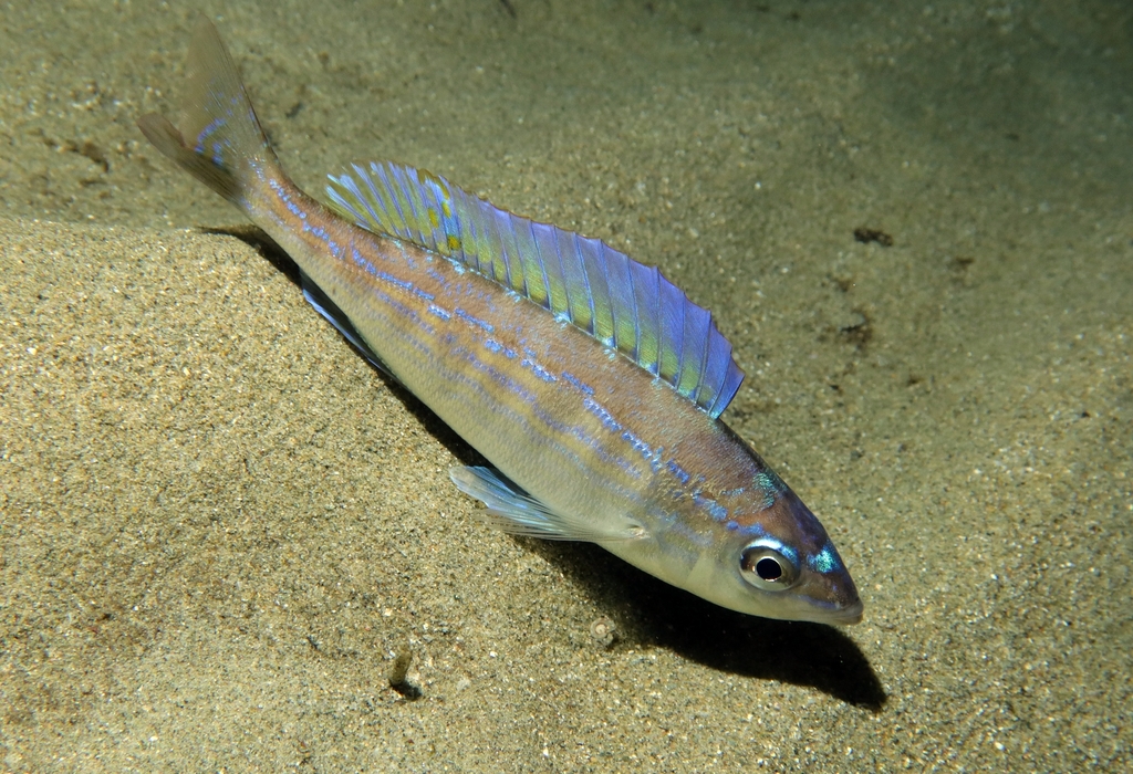 (Spicara flexuosum) - Marine Life Identification