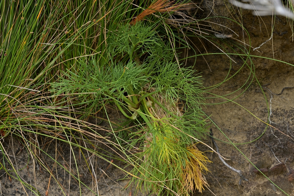 Coxella in December 2023 by Christopher Stephens · iNaturalist