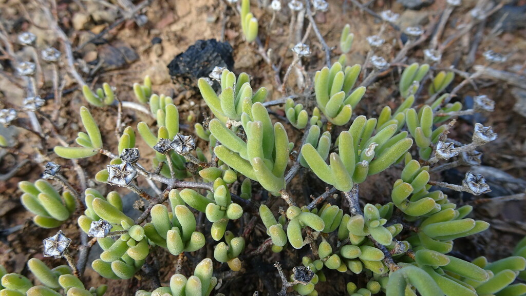 Carpet Dewfigs from Robertson, 6705, South Africa on February 8, 2024 ...