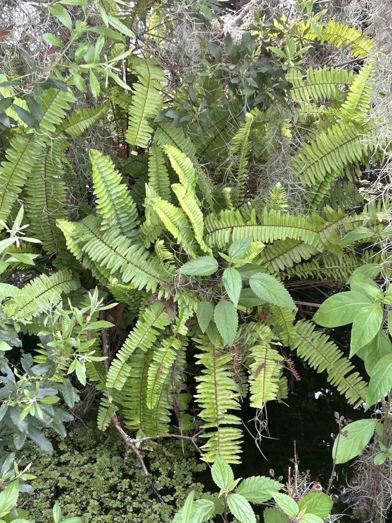 Fishbone Fern from Riverhills Dr, Temple Terrace, FL, US on March 5 ...