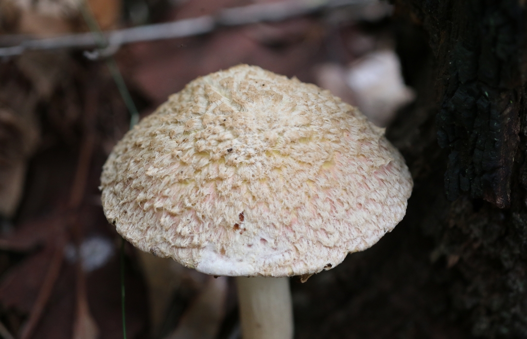 Boletellus from Central Coast NSW, Australia on March 4, 2024 at 08:01 ...