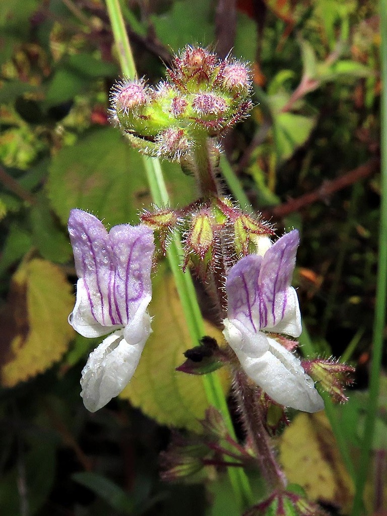 Citronella Spurflower from Malolotja Nature Reserve on March 2, 2024 at ...