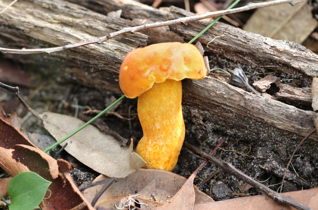 Xanthoconium from Central Coast NSW, Australia on March 4, 2024 at 09: ...