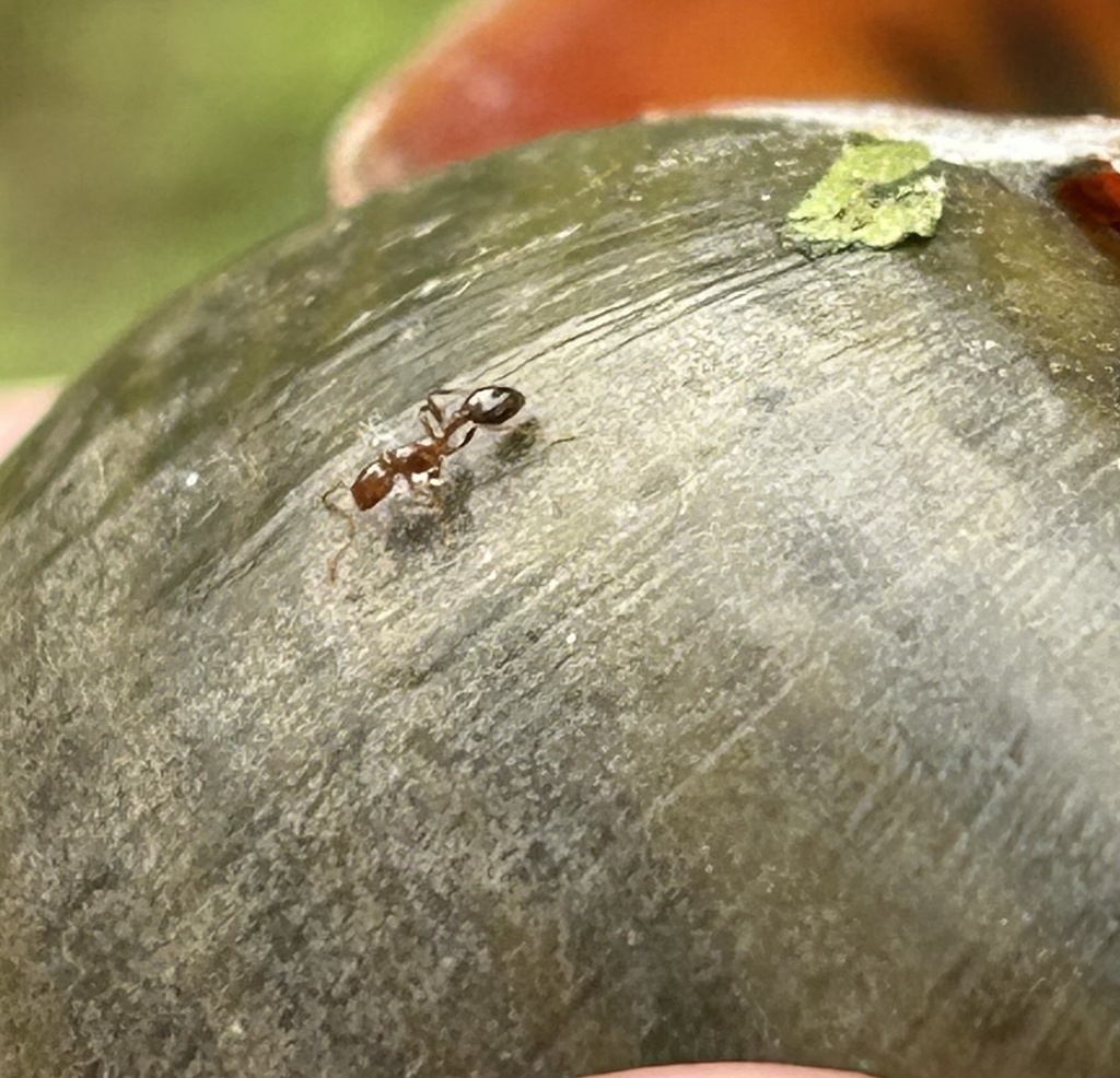 Red Imported Fire Ant from Riverhills Dr, Temple Terrace, FL, US on ...