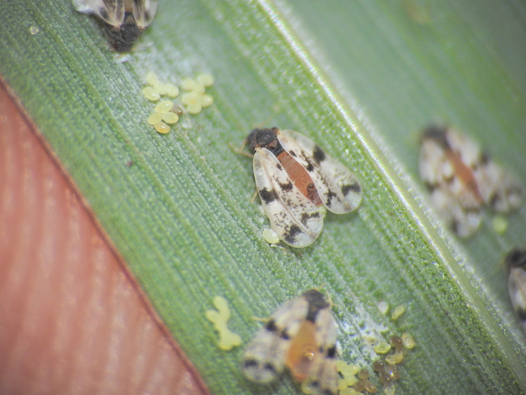Neomaskellia bergii from Talegalla Weir QLD 4650, Australia on March 6 ...