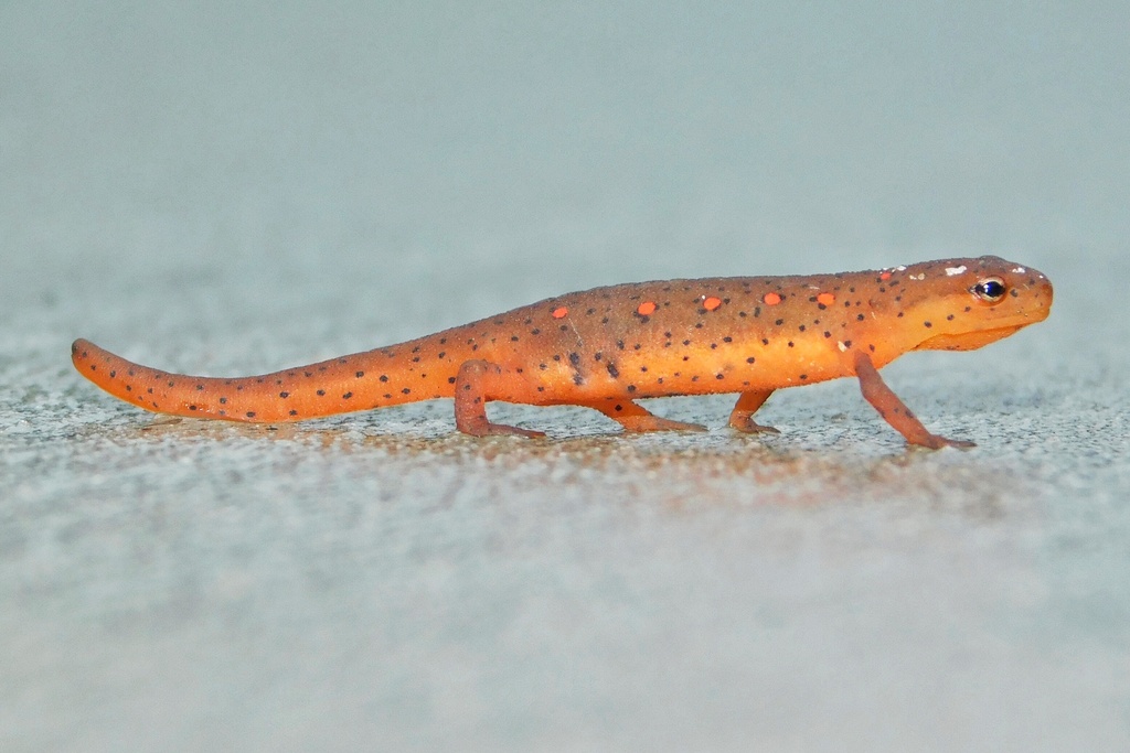 Eastern Newt from Ermandus Dr, Honea Path, SC, US on February 12, 2018 ...