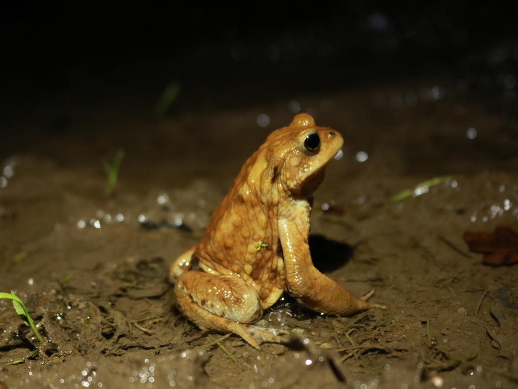 ropucha szara (Amphibians of Poland ) · iNaturalist