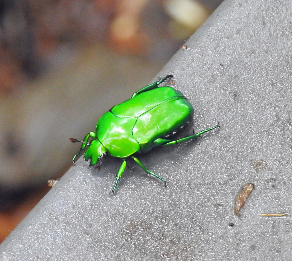 Ischiopsopha wallacei from Cairns QLD, Australia on March 6, 2024 at 01 ...