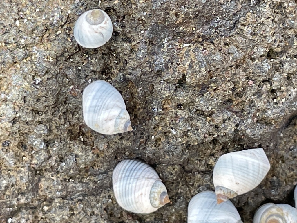 Little Blue Periwinkle from South Pacific Ocean, Broulee, NSW, AU on ...