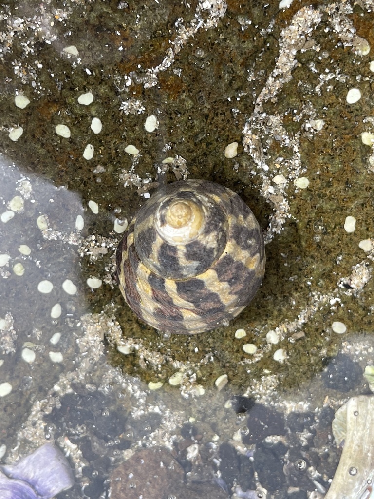 Zebra Top Snail from Broulee, NSW, AU on March 6, 2024 at 03:42 PM by ...