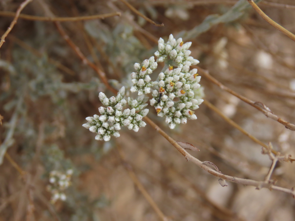 Grey Everlasting from Khomas Region, Namibia on February 24, 2024 at 04 ...