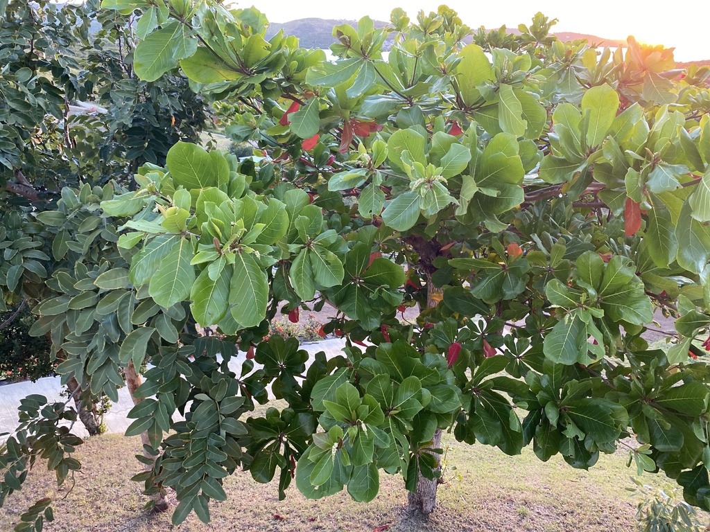 Sea Almond from Culebra, Puerto Rico, US on March 6, 2024 at 06:39 AM ...