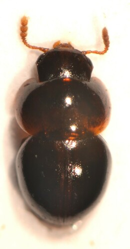 Agathidium seminulum · iNaturalist