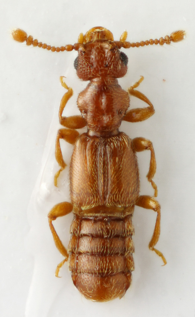 Euplectus punctatus from Выборгский р-н, Ленинградская обл., Россия on ...