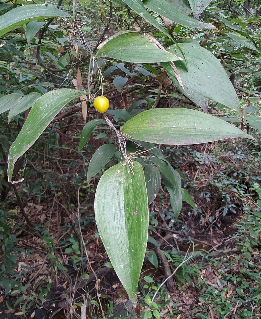 Wombat Berry from Ramah Ave at Greenslopes Ave, Mount Pleasant NSW 2519 ...