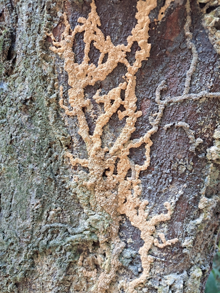 Winged and Once-winged Insects from Bang Tiao, Khlong Thom District ...