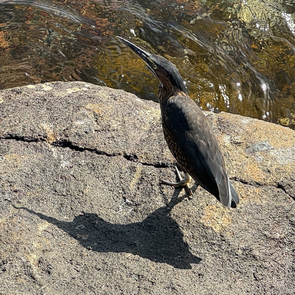 Lava Heron from Parque Nacional Galápagos, Isabela, Galapagos, EC on ...
