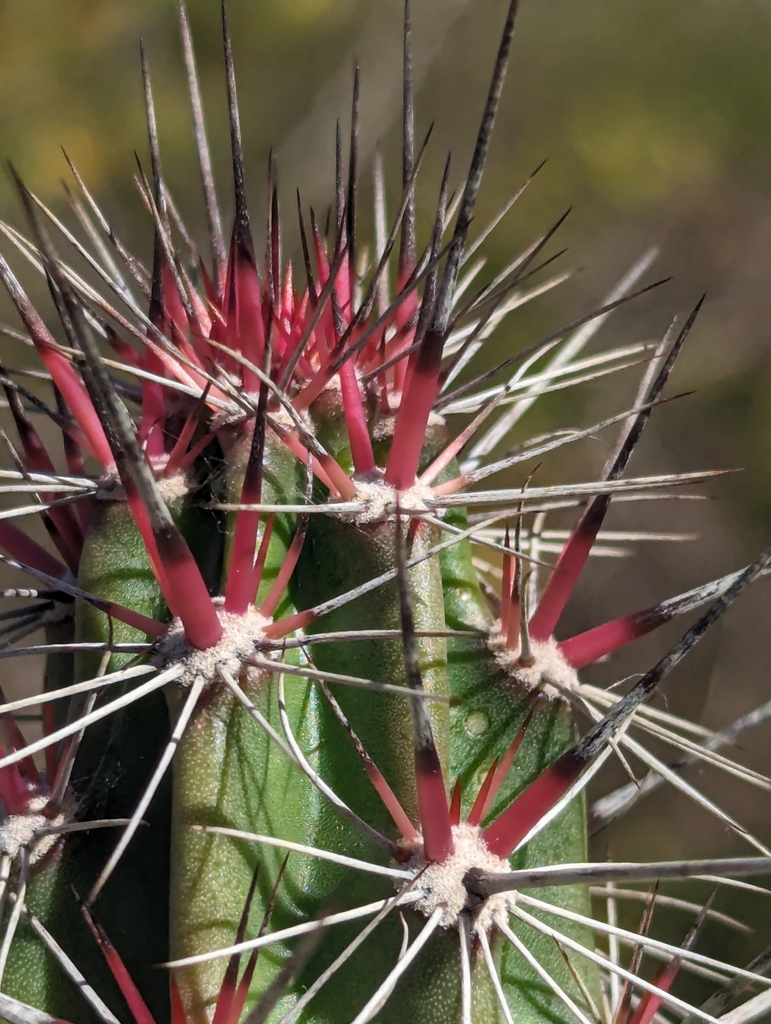 Octopus Cactus in March 2024 by J Floer · iNaturalist