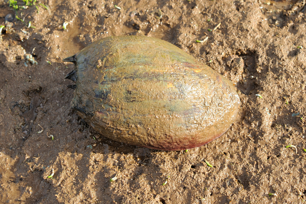 Melon Shell from Port Hedland on February 28, 2024 at 07:30 AM by ...