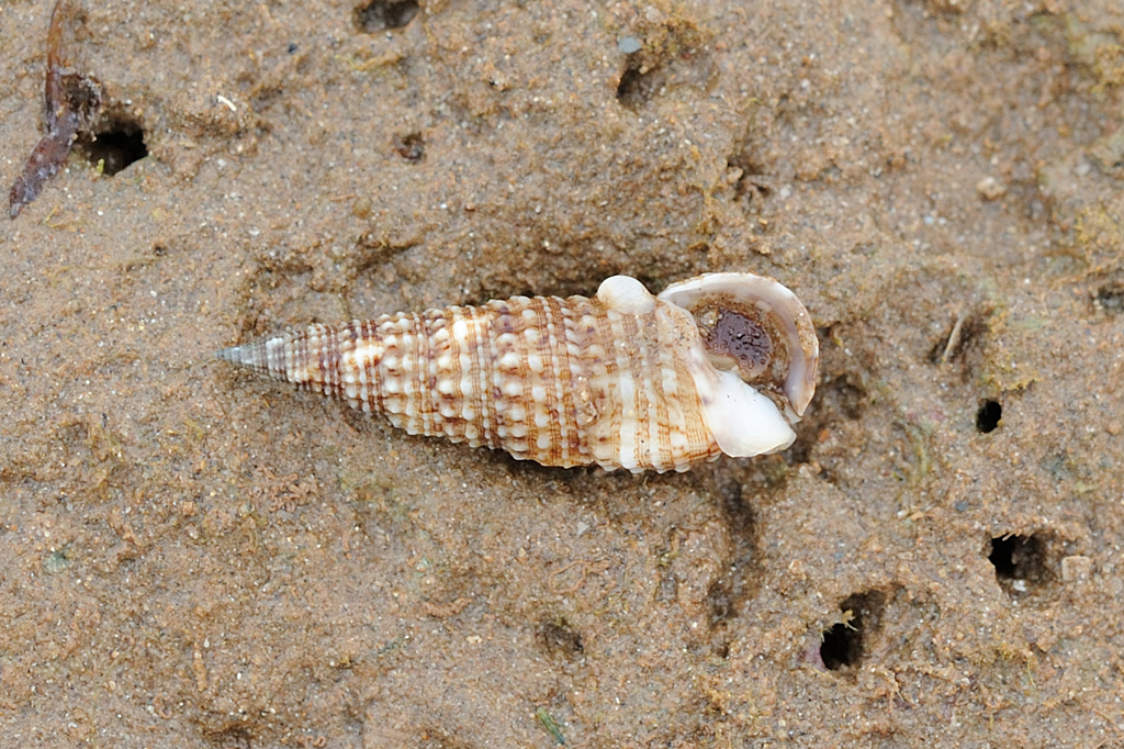 Rhinoclavis bituberculata from Port Hedland on February 29, 2024 at 06:50 AM by dorisreef. Port ...