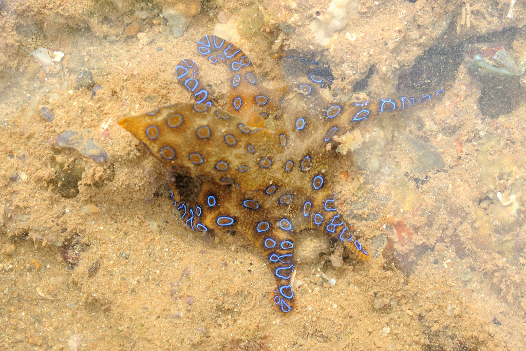 Blue-ringed Octopuses from Port Hedland on February 29, 2024 at 08:02 ...