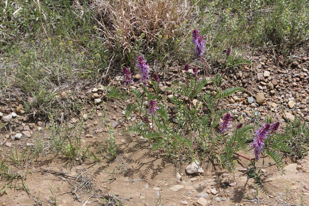 Two-grooved Milkvetch from Huerfano County, CO, USA on May 13, 2017 at ...