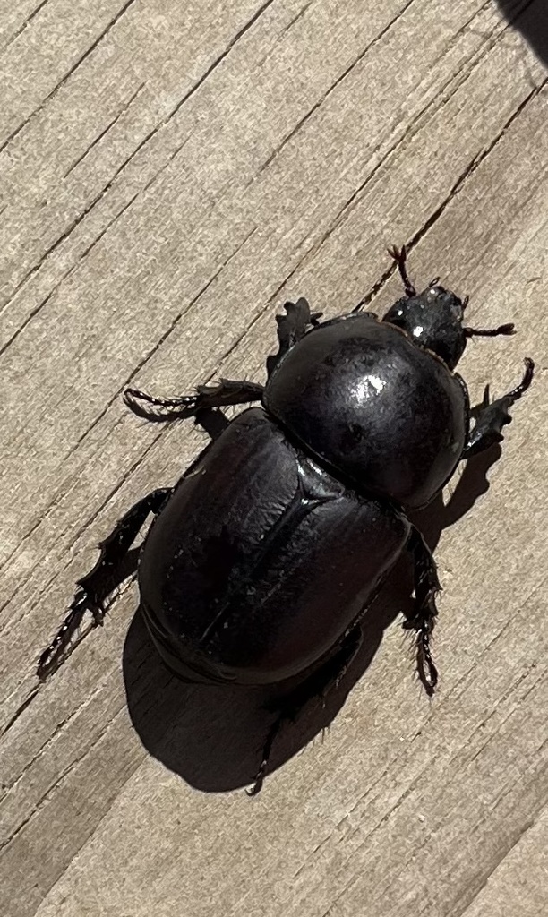 Diloboderus abderus from América Latina, José Ignacio, Maldonado, UY on ...