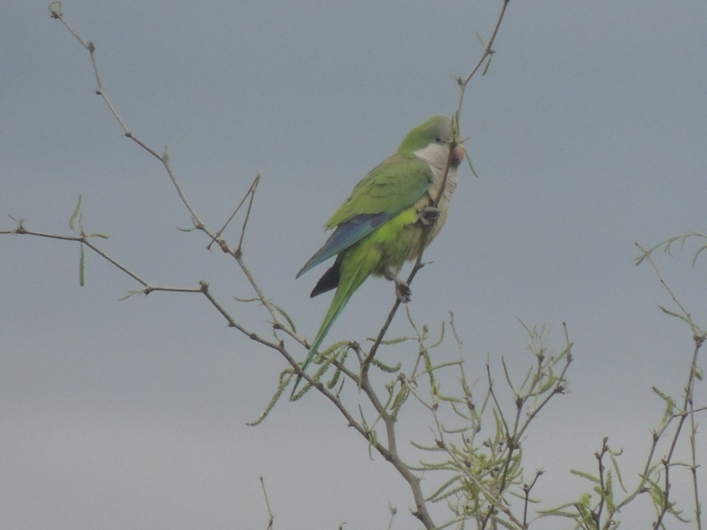 Monk Parakeet from 3 Guerras, Celaya, Gto., México on February 24, 2024 ...
