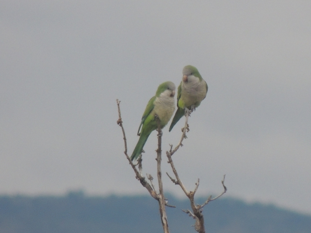 Monk Parakeet from 38086 Gto., México on February 24, 2024 at 10:37 AM ...