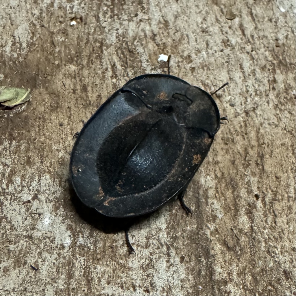 Pie-dish Beetles in March 2024 by ashalilly · iNaturalist