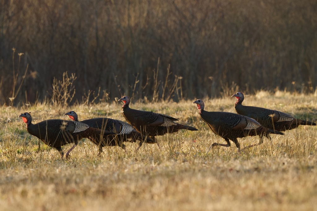 Wild Turkey from Chautauqua County, NY, USA on March 4, 2024 at 05:26 ...