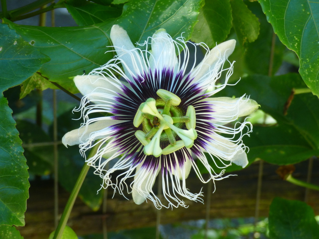 common passionfruit from Magé, RJ, Brasil on March 4, 2024 at 02:46 PM ...