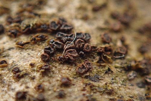 Dermea ariae · iNaturalist