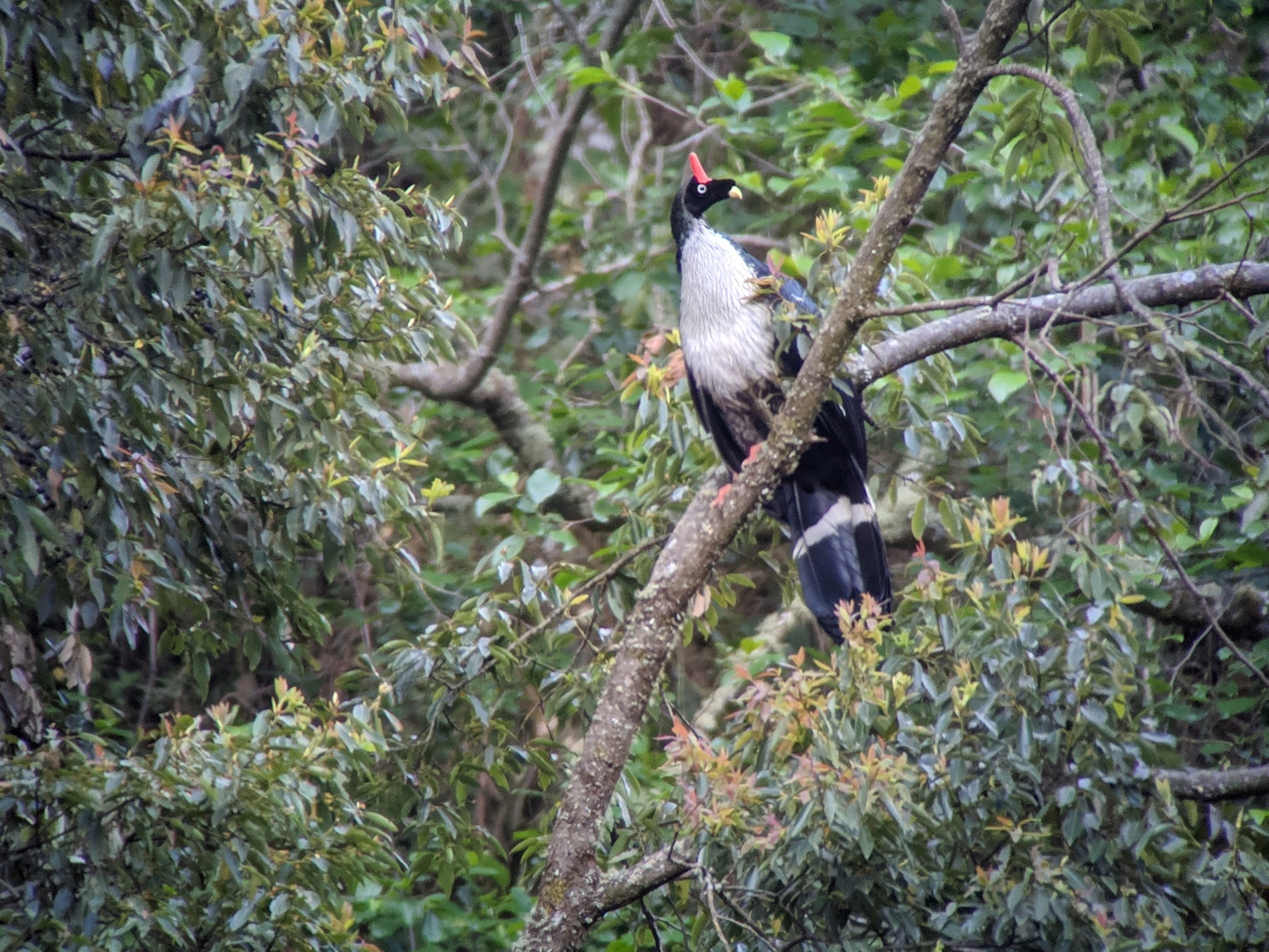 Oreophasis derbianus G.R.Gray, 1844
