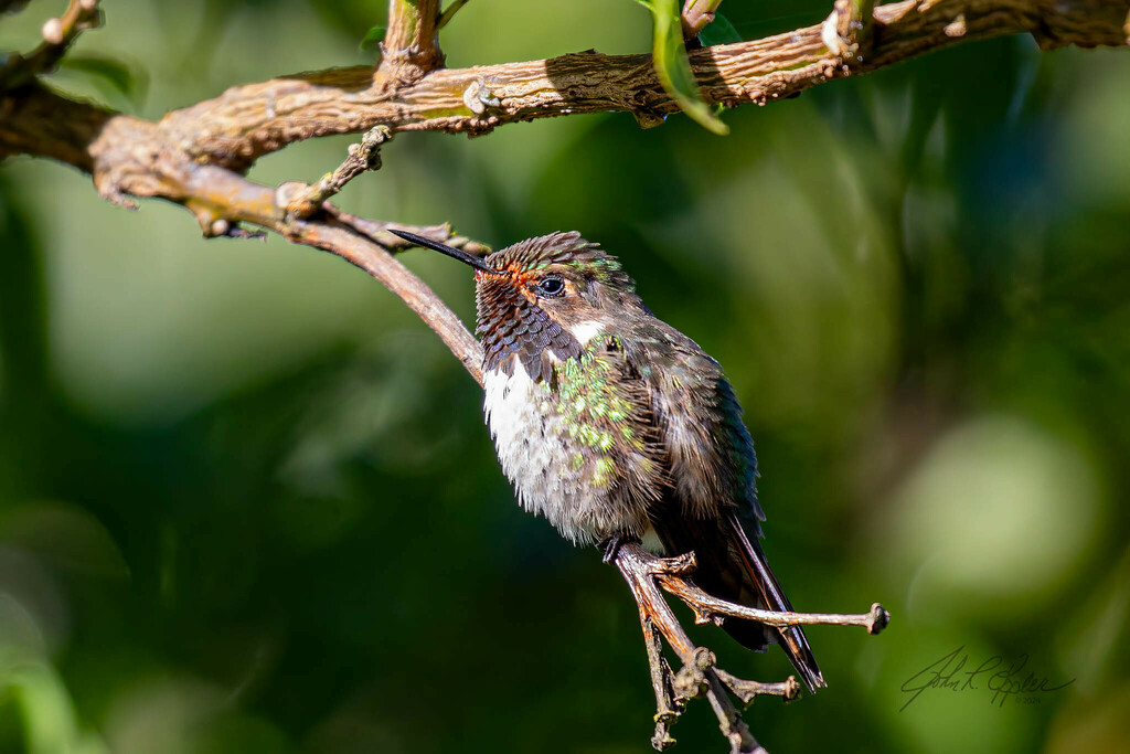 Volcano Hummingbird from Provincia de Cartago, El Guarco, Costa Rica on ...