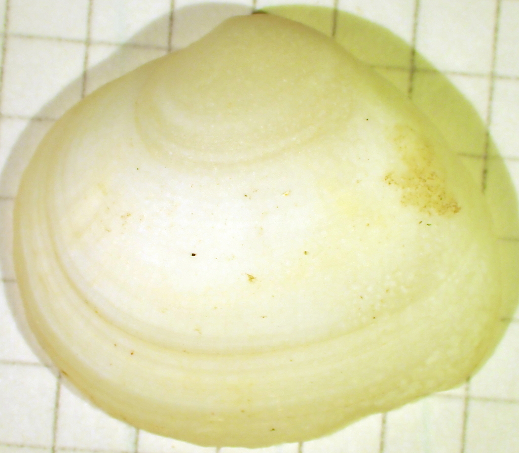 Venus Clams from Mandalika Island, Indonesia on November 10, 1996 by ...